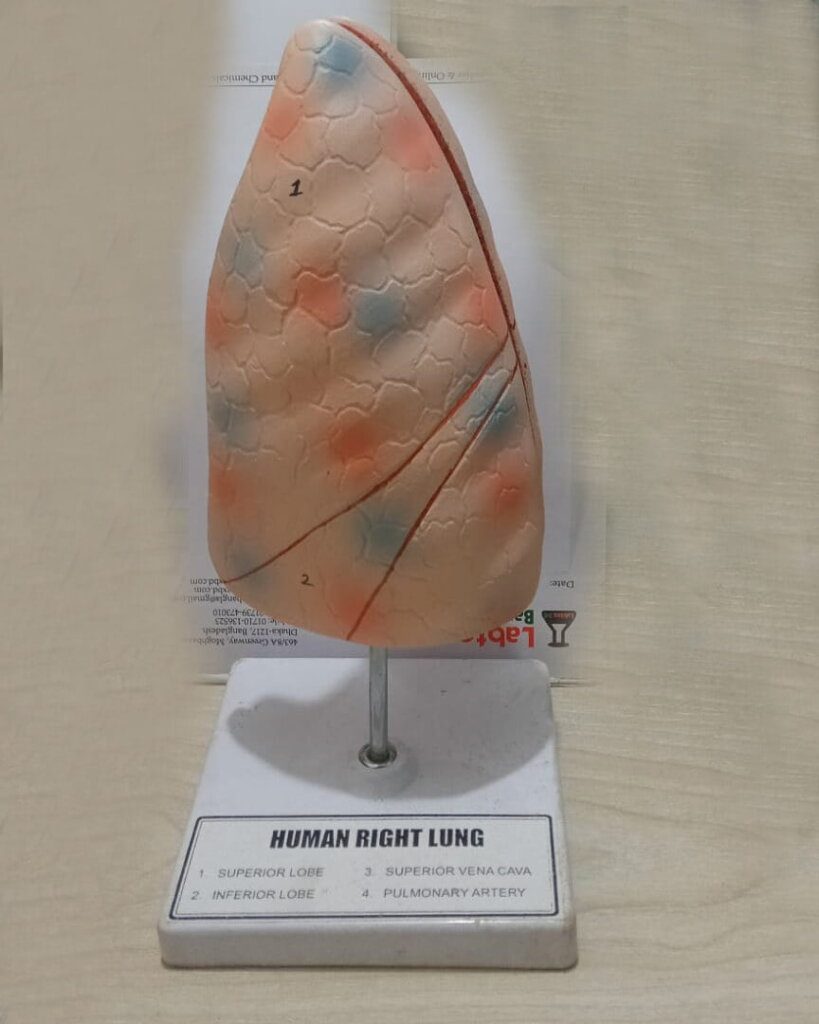 Human Lung Model for Education Price in Bangladesh