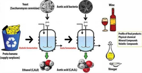 Examples of Biotechnology in Real Life | Labtex Bangladesh