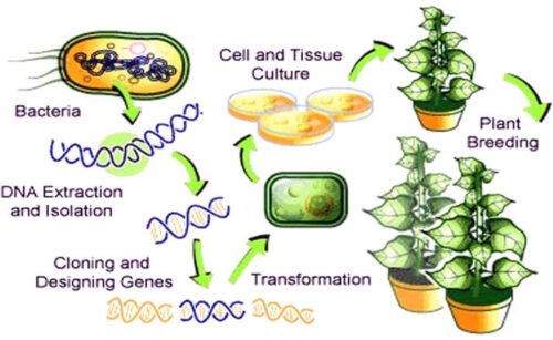 Examples of Biotechnology in Real Life | Labtex Bangladesh