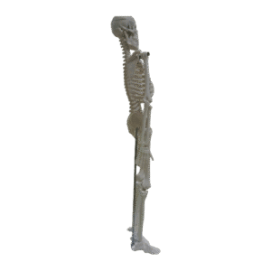 Small Human Skeleton 42cm China | Labtex Bangladesh