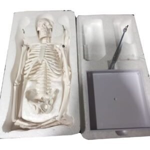 Small Human Skeleton 42cm China | Labtex Bangladesh